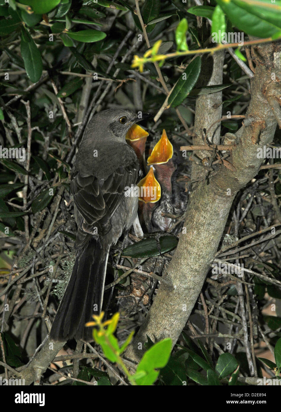 Mockingbird nest hi-res stock photography and images - Alamy