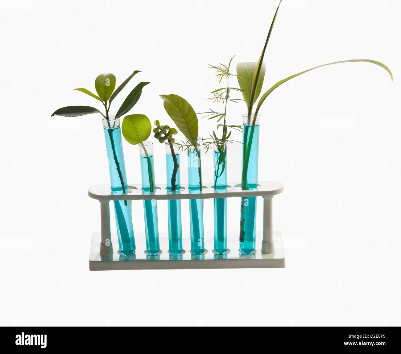 Close-up of test tubes with plants Stock Photo - Alamy