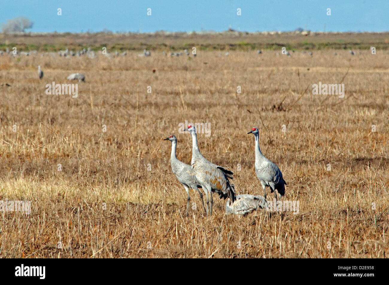 Winter Wildlife in The Delta: Sandhill Cranes. Sacramento-San Joaquin ...