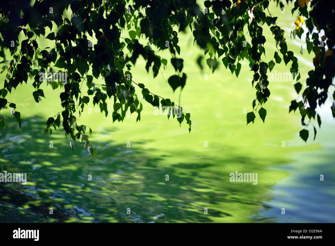 Banks of algae hi-res stock photography and images - Alamy