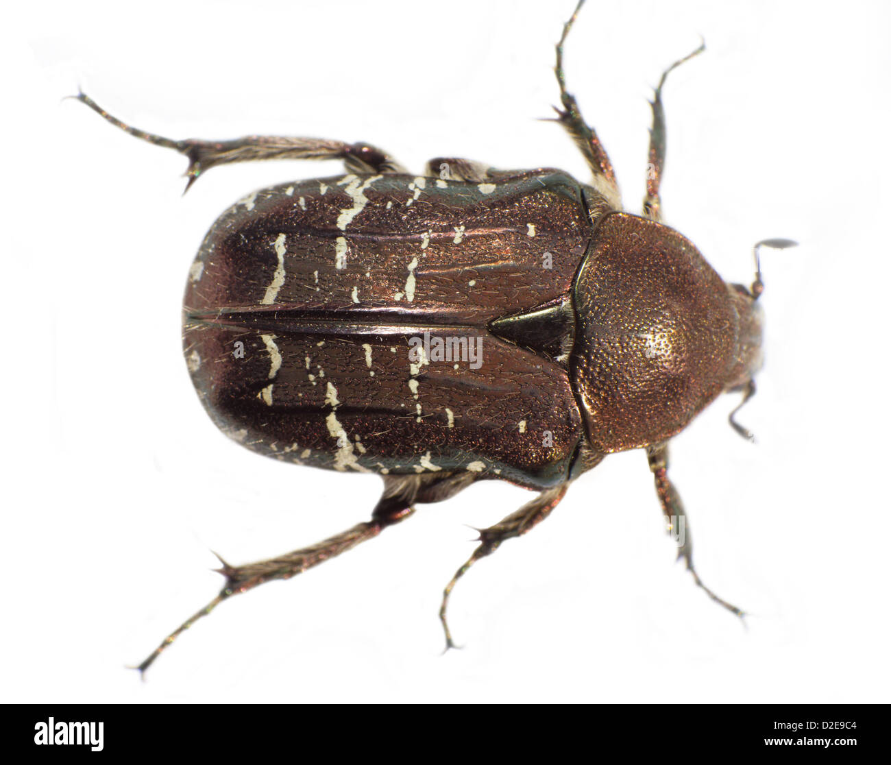 Scarab isolated on a white background Stock Photo - Alamy