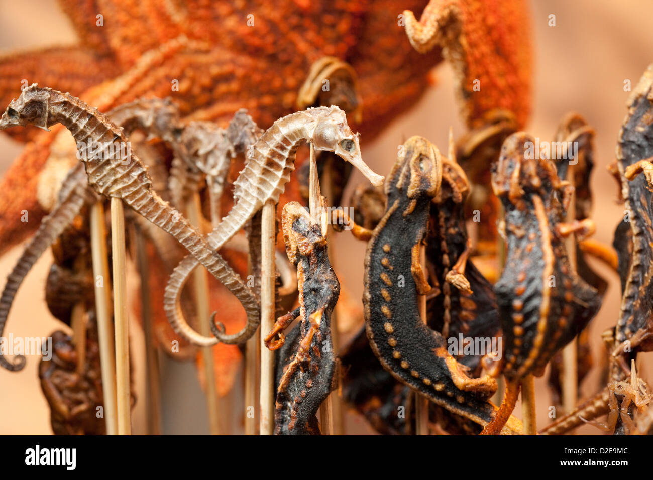 Cooked gecko, starfish and sea horse thread on skewers Stock Photo - Alamy