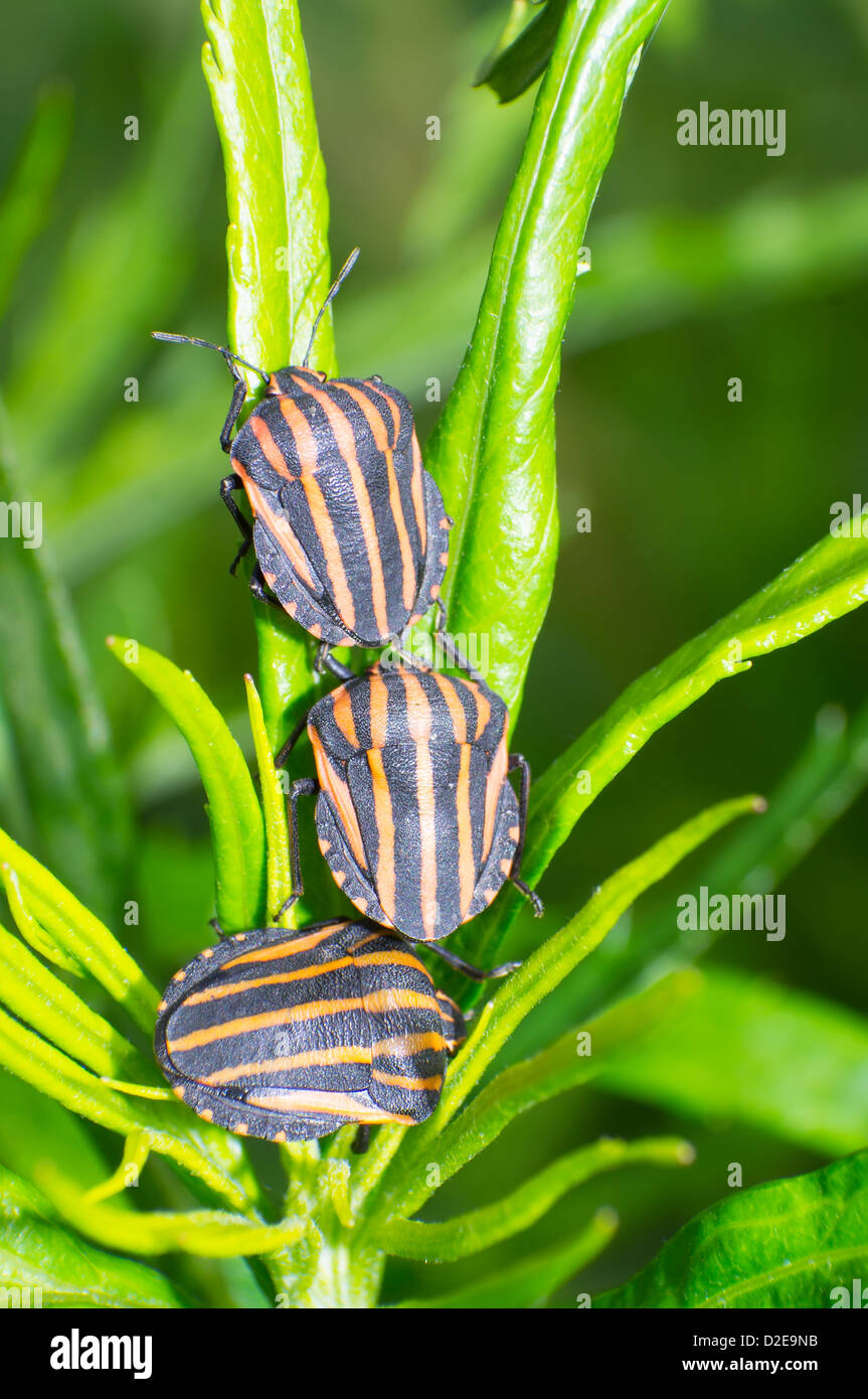 Aggregation of insects hi-res stock photography and images - Alamy