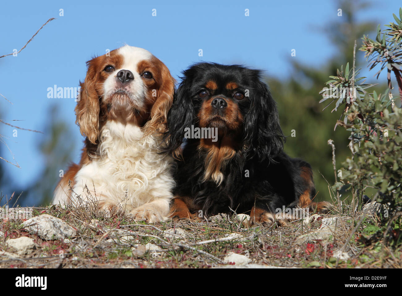 Dog Cavalier King Charles Spaniel adult different colors (Blenheim ...