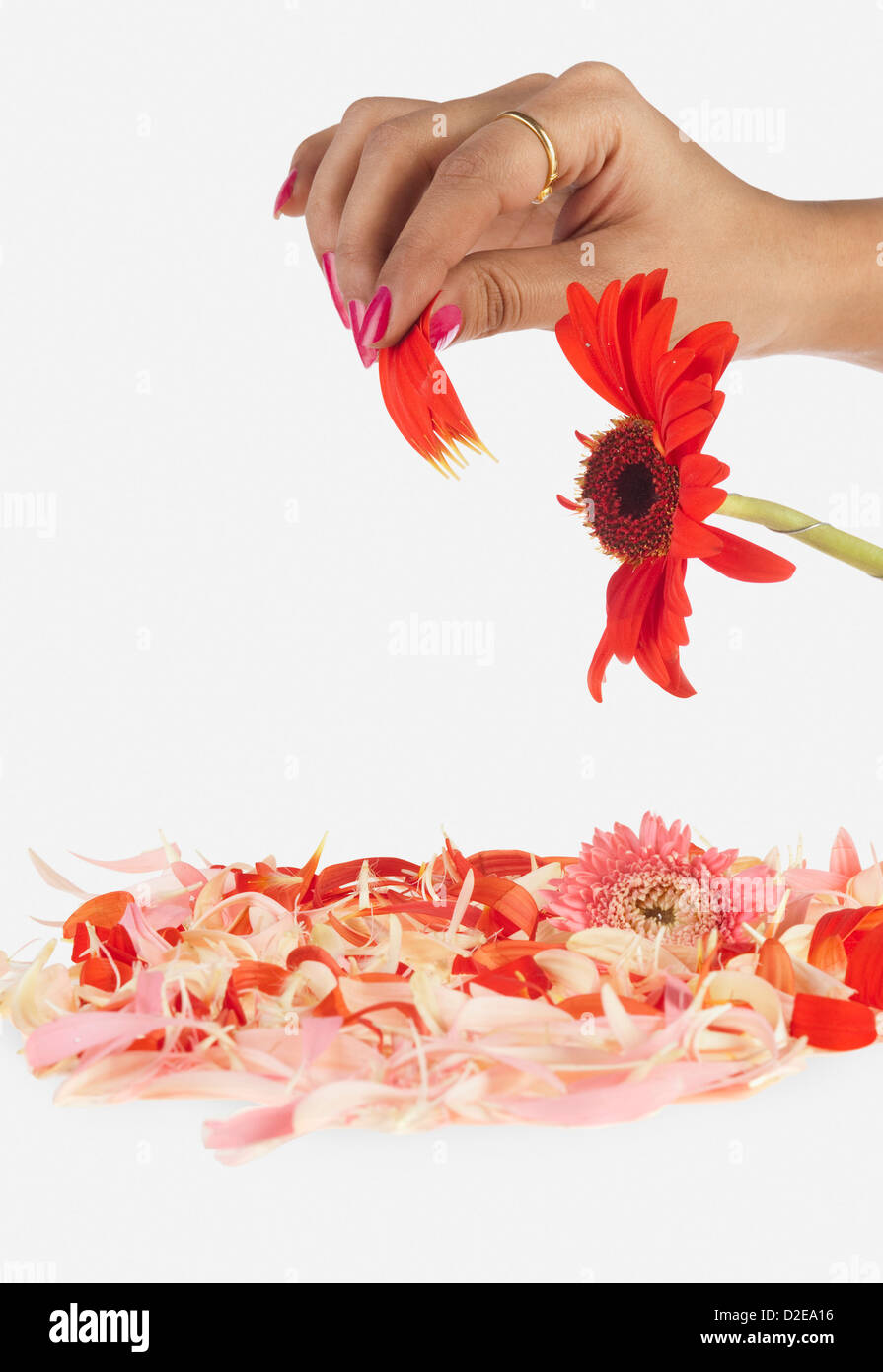 Woman's hand plucking petals from daisy Stock Photo - Alamy