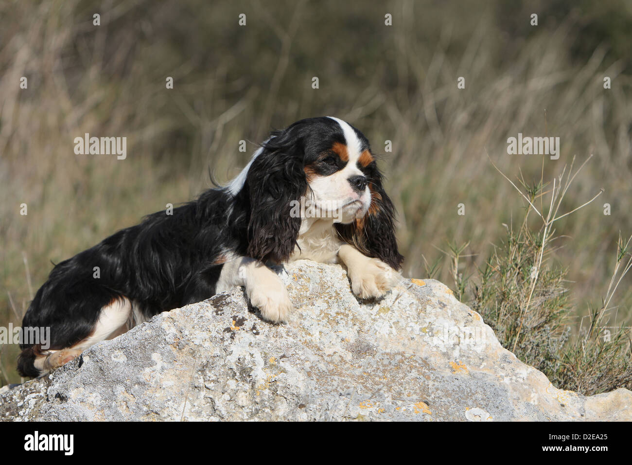 Dog Cavalier King Charles Spaniel adult (tricolor) lying on a rock ...