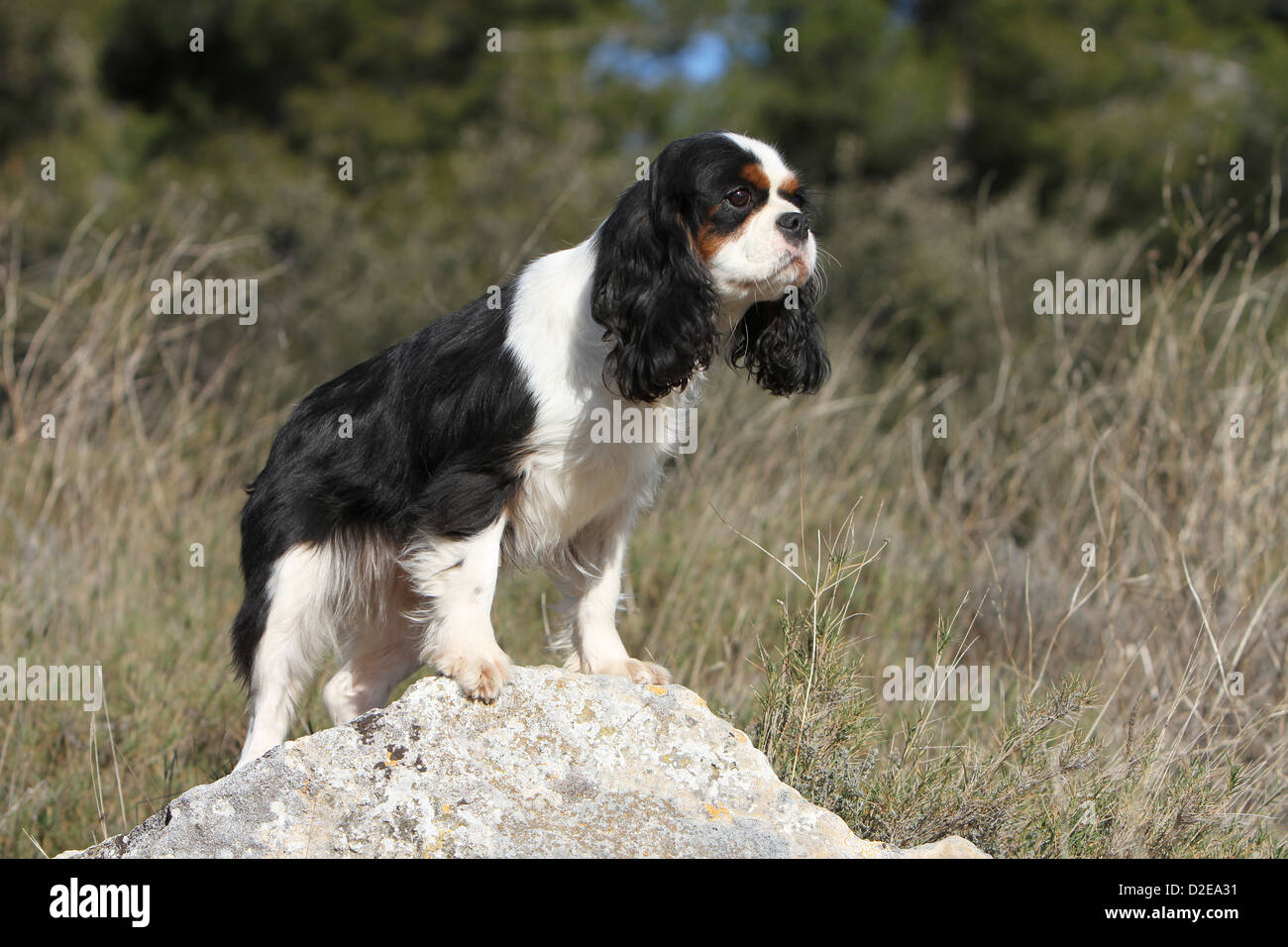 Dog Cavalier King Charles Spaniel adult (tricolor) standing on a rock ...