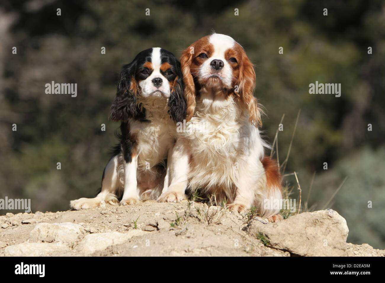 Cavalier King Charles Spaniel Tricolor Adulto Rags To Itches Story As
