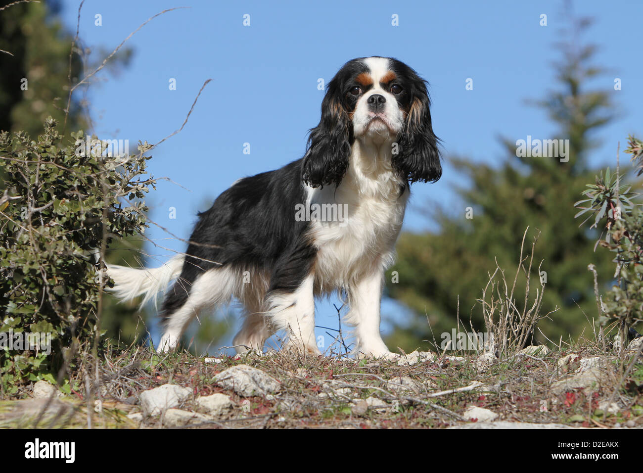 Dog Cavalier King Charles Spaniel adult (tricolor) standing on the ...