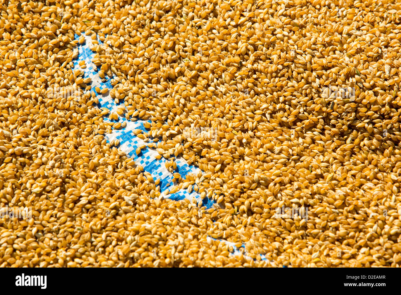 Subsistence farming in the Annapurna Himalayas in Nepal, with rice ...