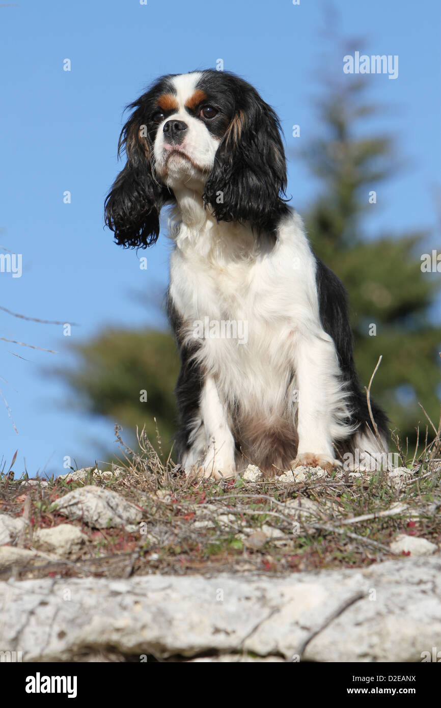 Dog Cavalier King Charles Spaniel adult (tricolor) sitting on the ...