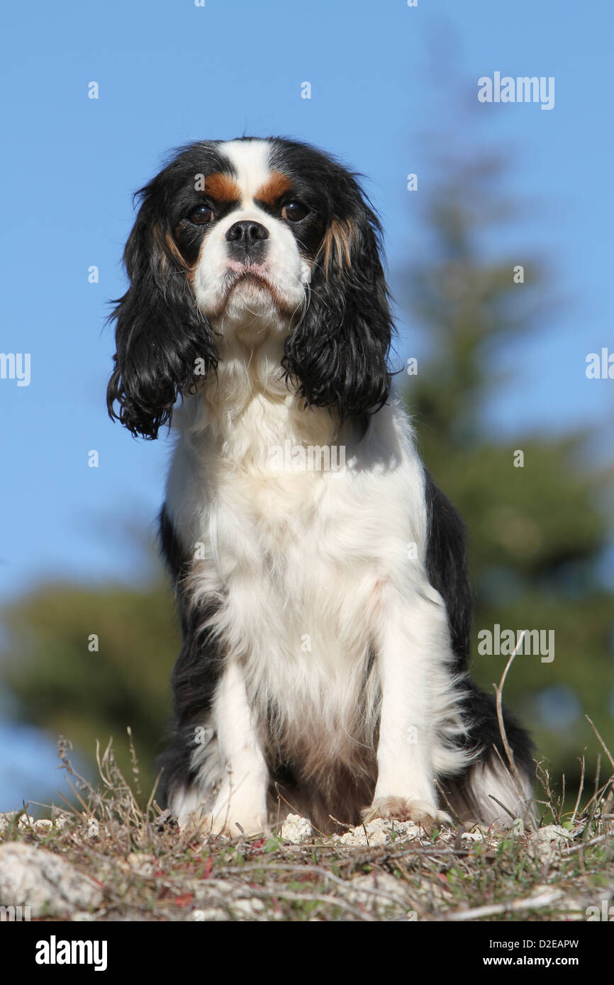 Dog Cavalier King Charles Spaniel adult (tricolor) sitting on the ...