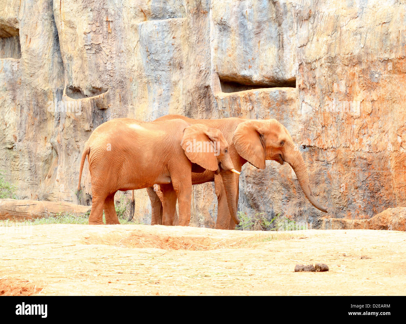 two African elephant standing on sandy soil and stone background Stock ...