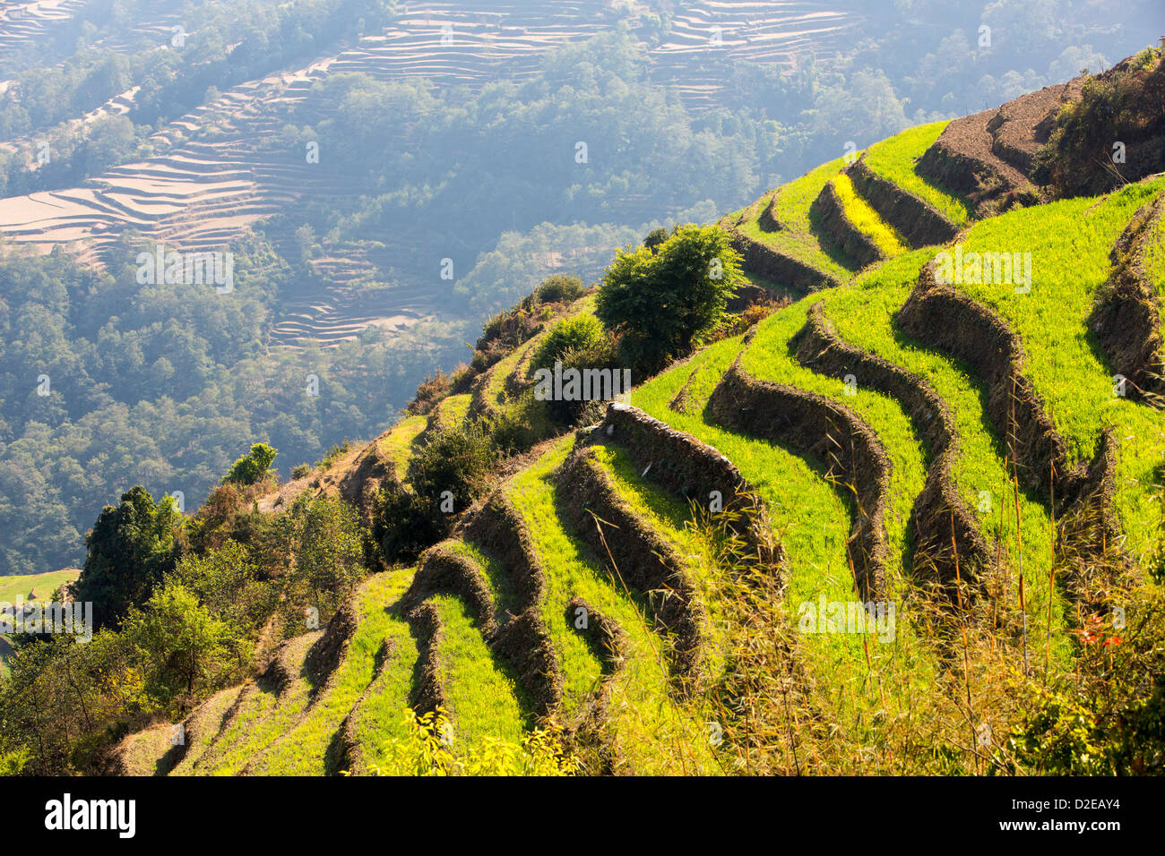 Nepal Farming With Gow