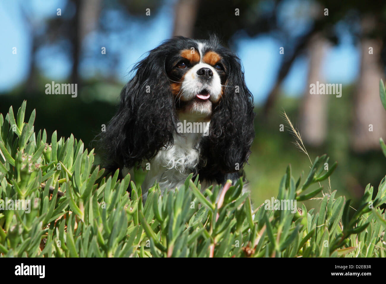 Dog Cavalier King Charles Spaniel adult (tricolor) standing behind ...