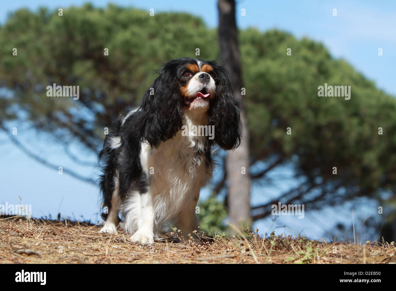 Cavalier king charles spaniel tricolour hi-res stock photography and ...