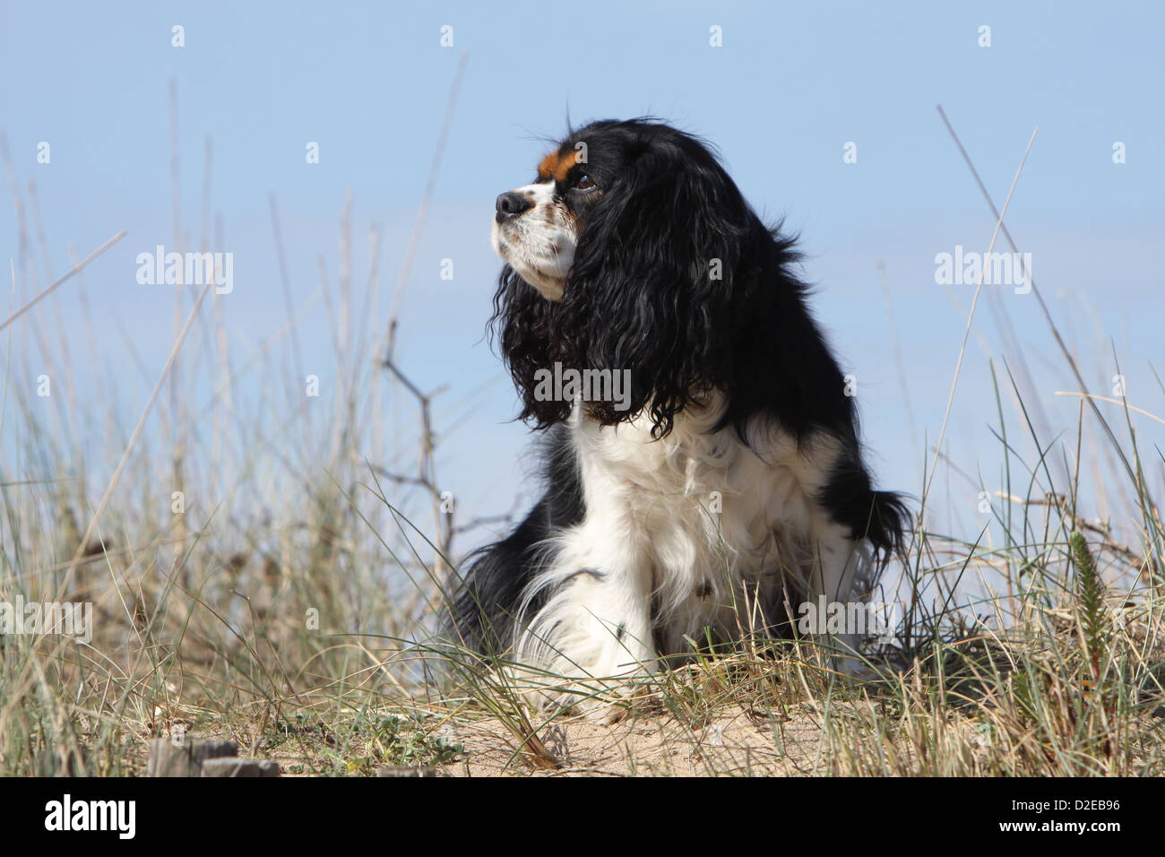 Dog Cavalier King Charles Spaniel adult (tricolor) sitting on the sand ...