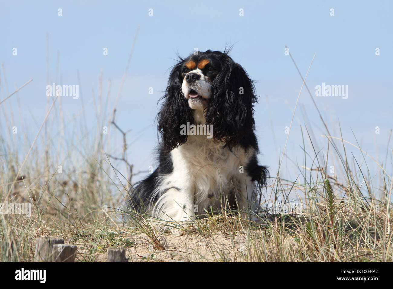 Dog Cavalier King Charles Spaniel adult (tricolor) sitting on the sand ...