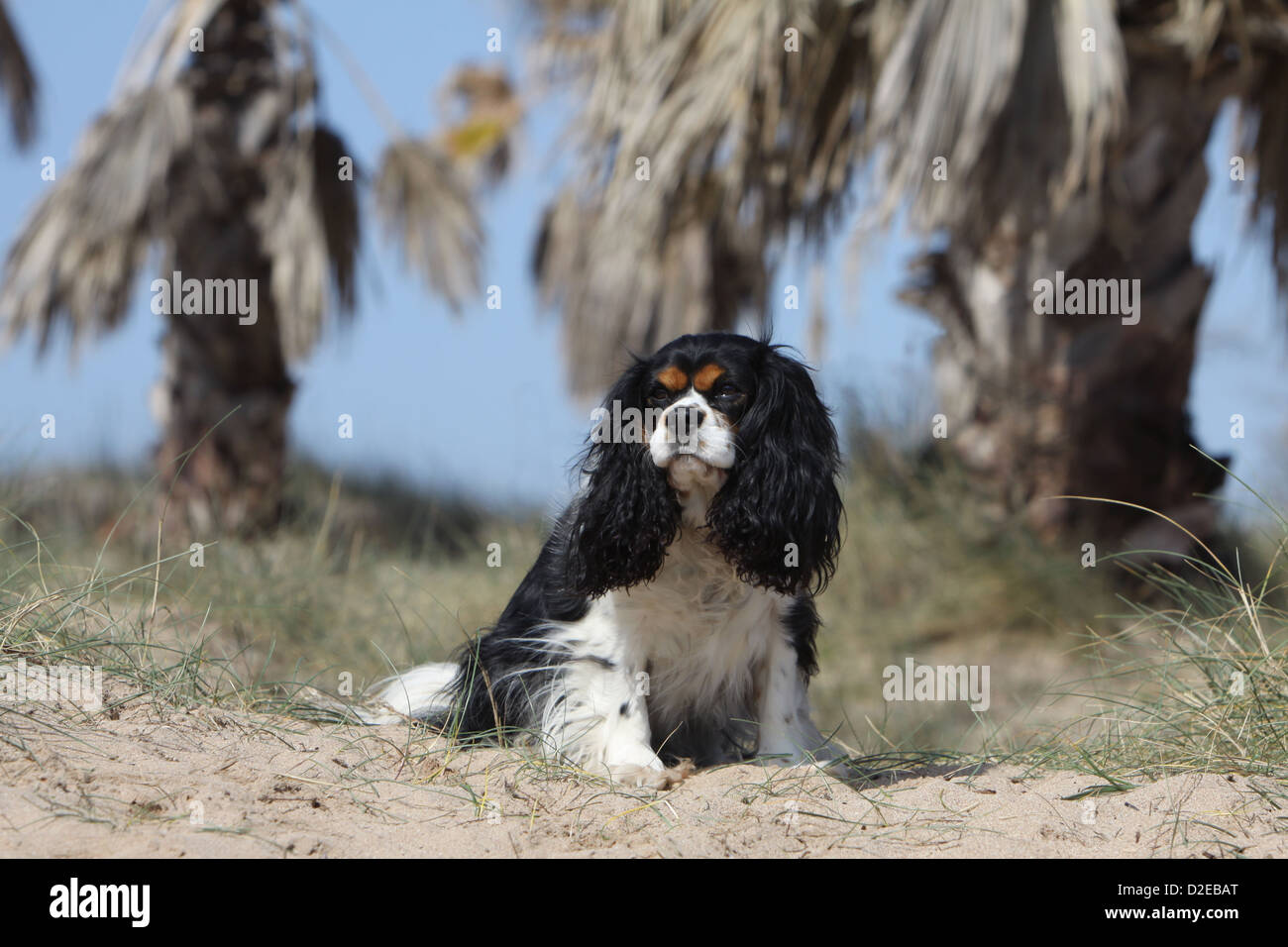 Dog Cavalier King Charles Spaniel adult (tricolor) sitting on the beach ...