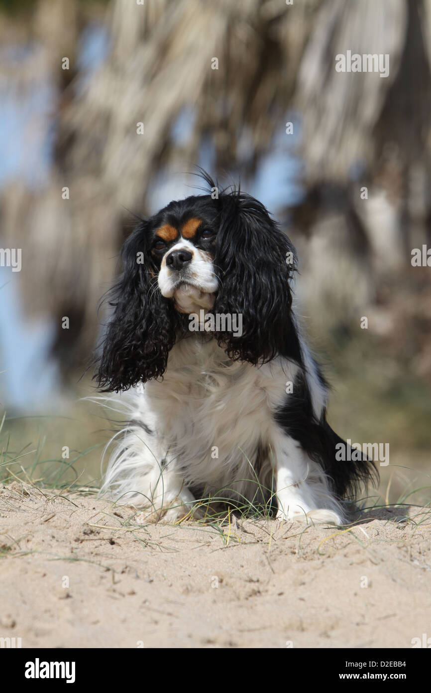 Dog Cavalier King Charles Spaniel adult (tricolor) sitting on the beach ...