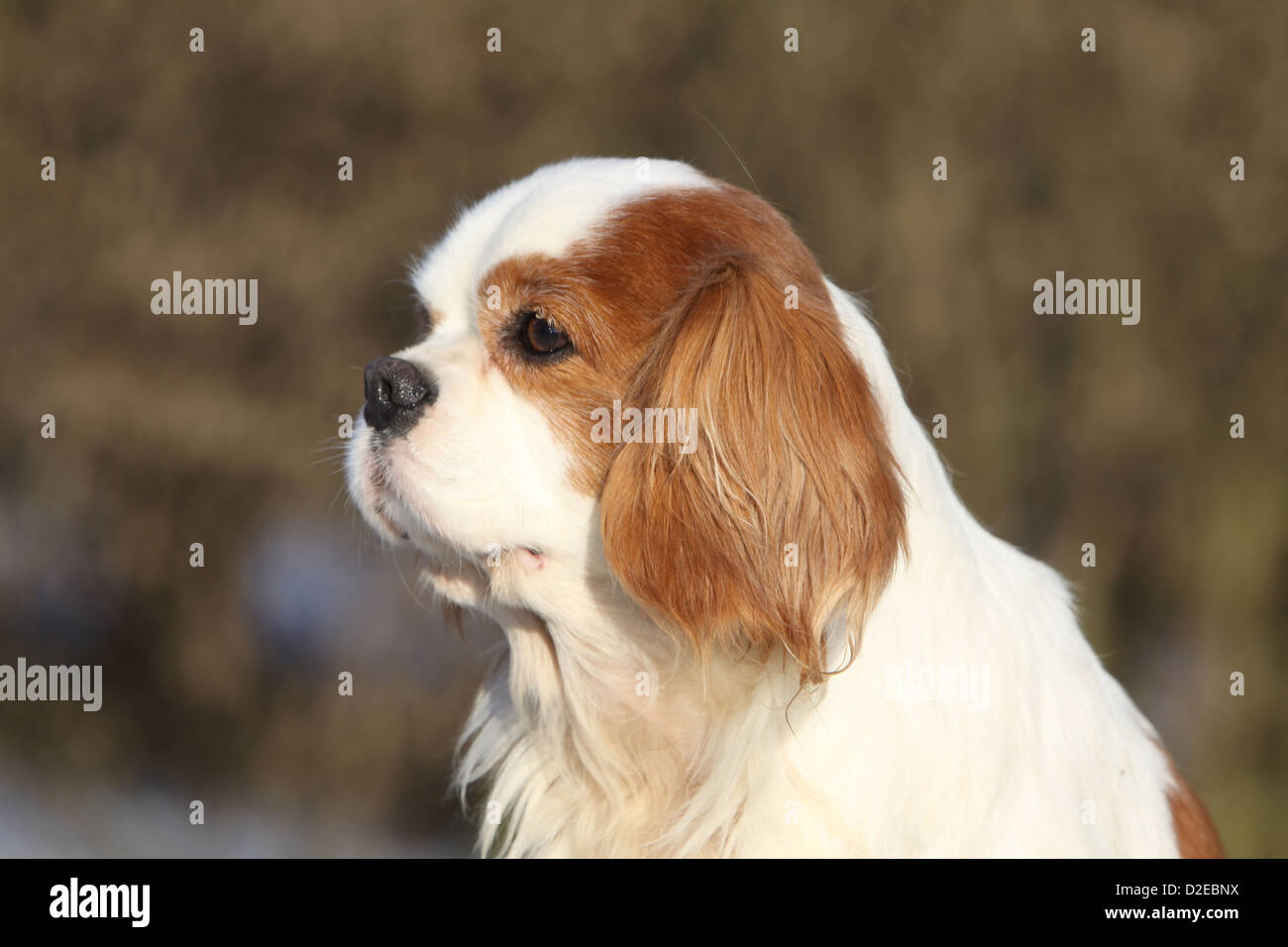 Dog Cavalier King Charles Spaniel adult (Blenheim) standard profile ...
