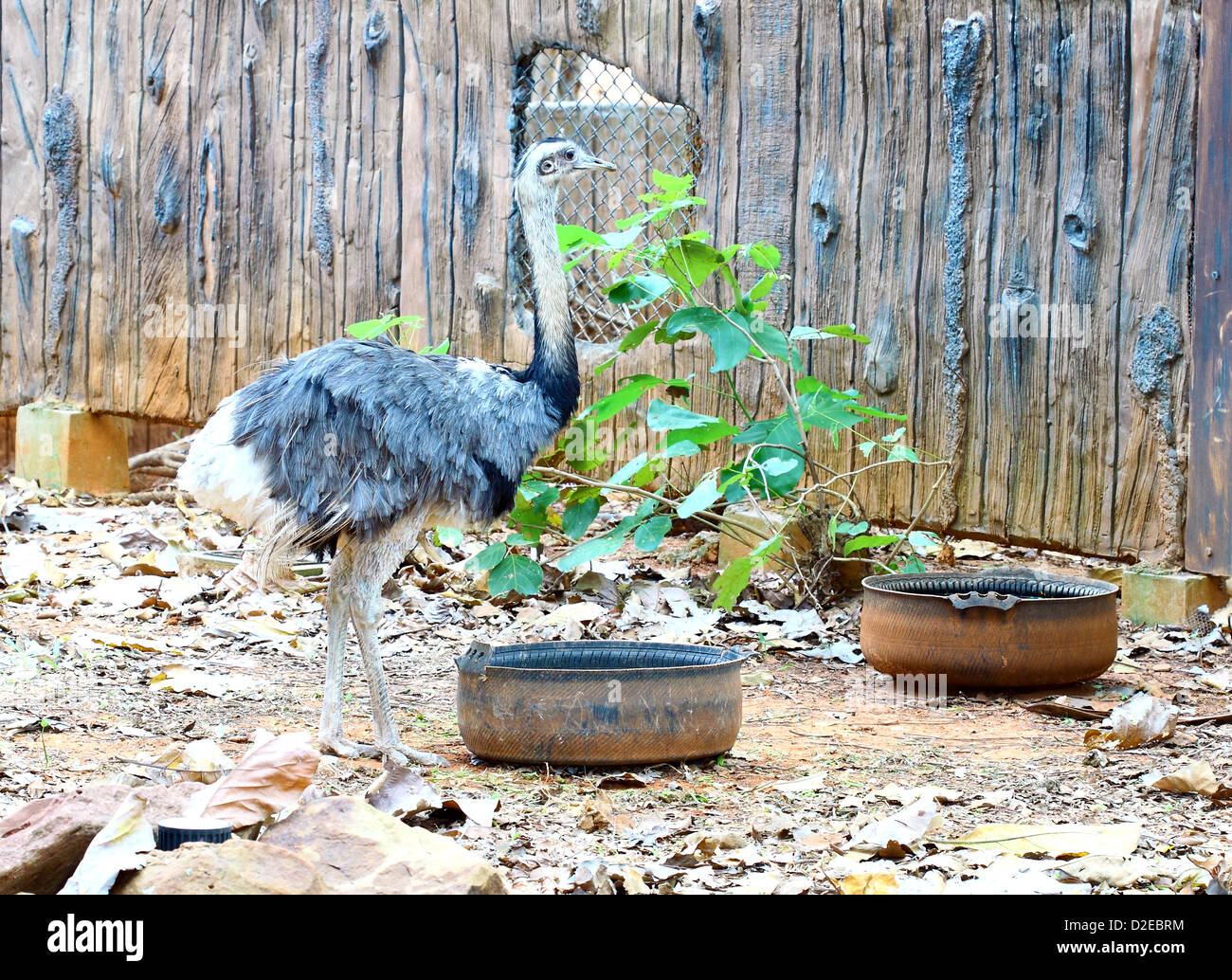 Ostrich in the zoo Stock Photo - Alamy