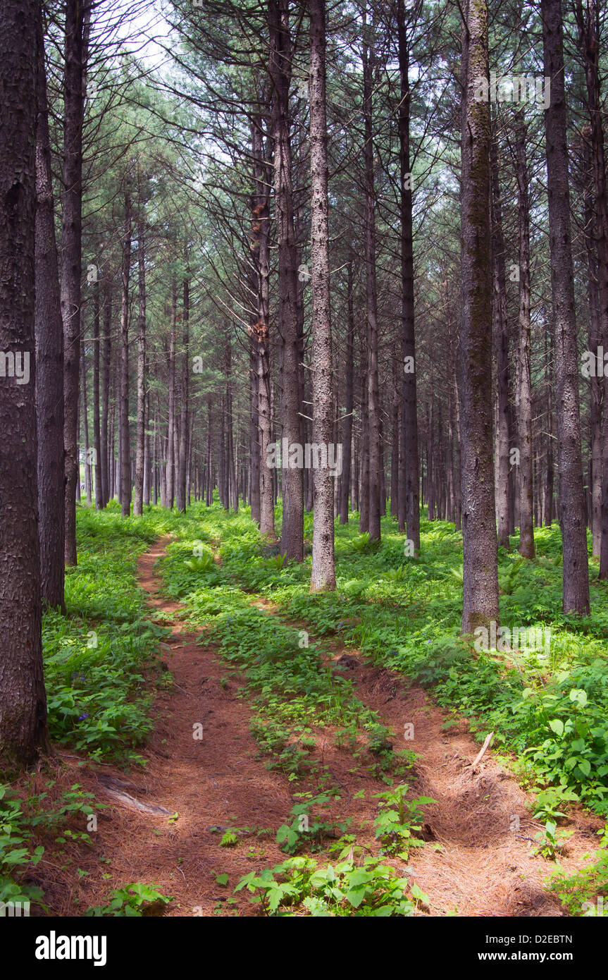 Korean oak hi-res stock photography and images - Alamy