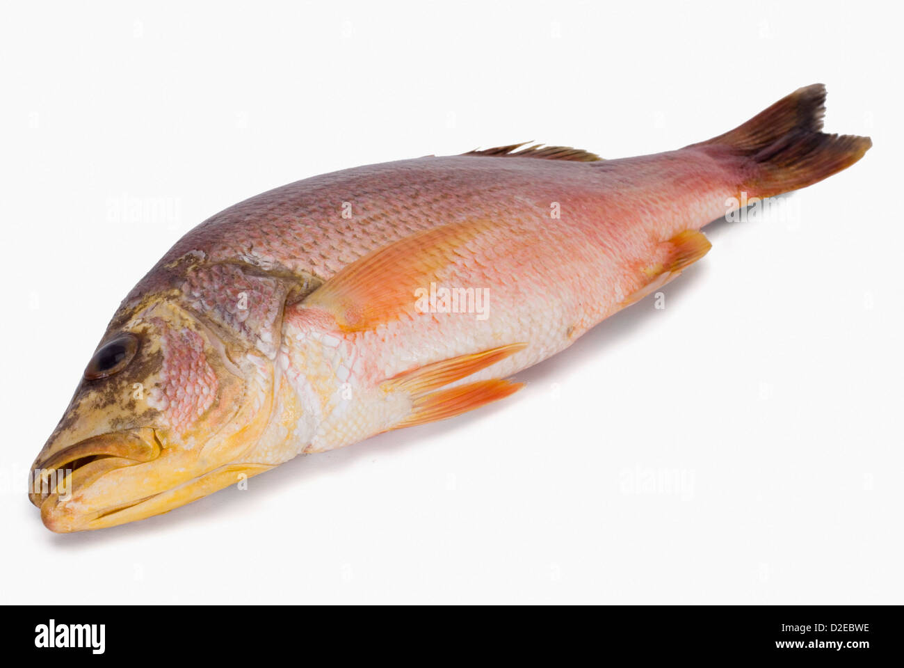Animal sustenance Cut Out Stock Images & Pictures - Alamy