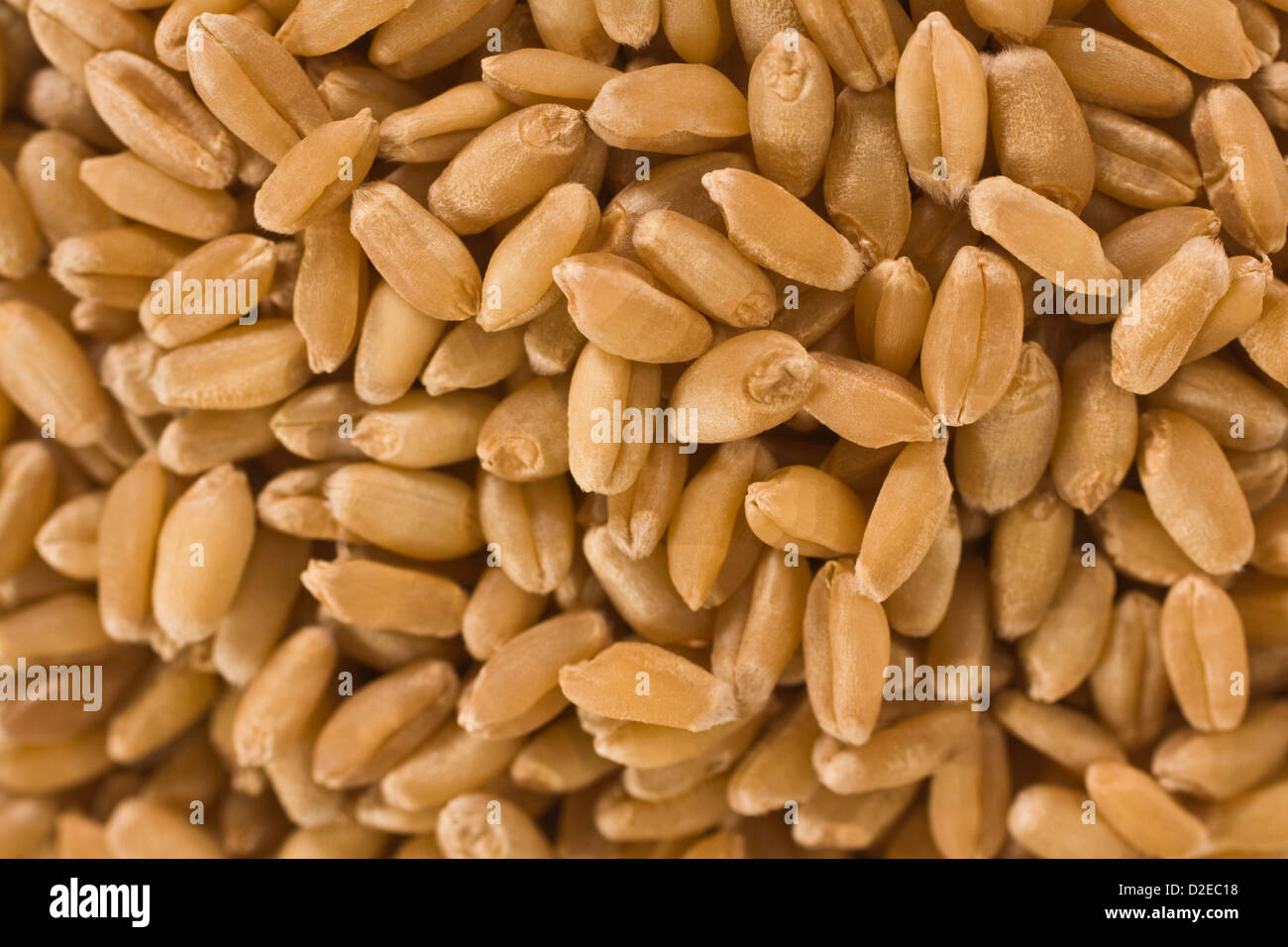 Wheat kernels hi-res stock photography and images - Alamy