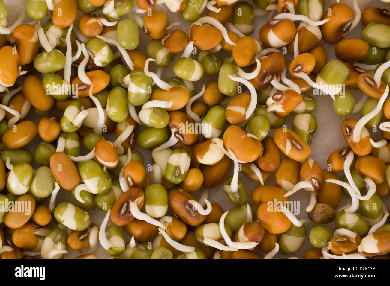 Close-up of mung bean sprouts Stock Photo - Alamy
