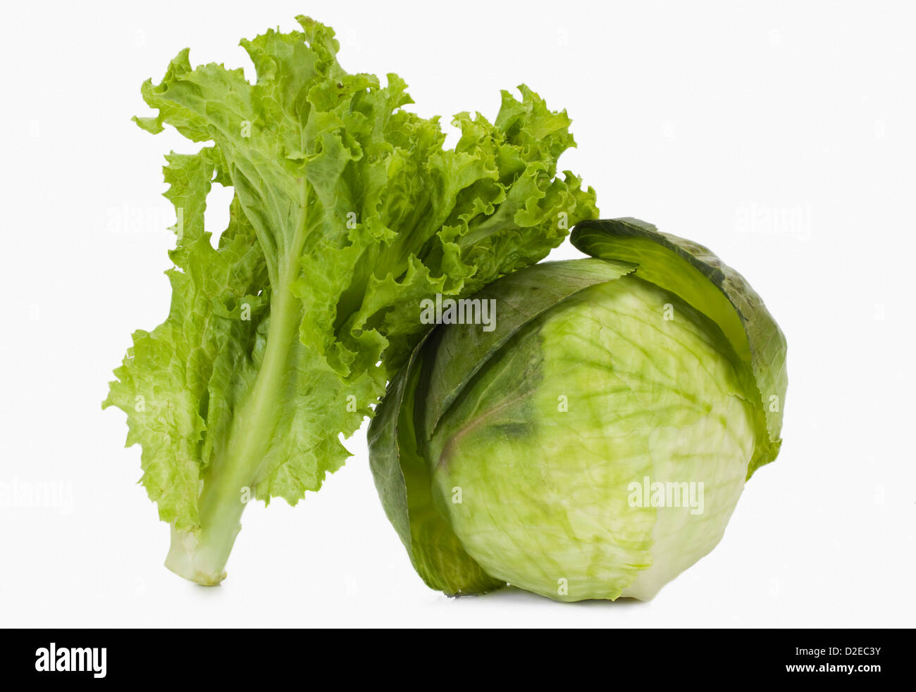 Cabbage leaf eating Cut Out Stock Images & Pictures - Alamy