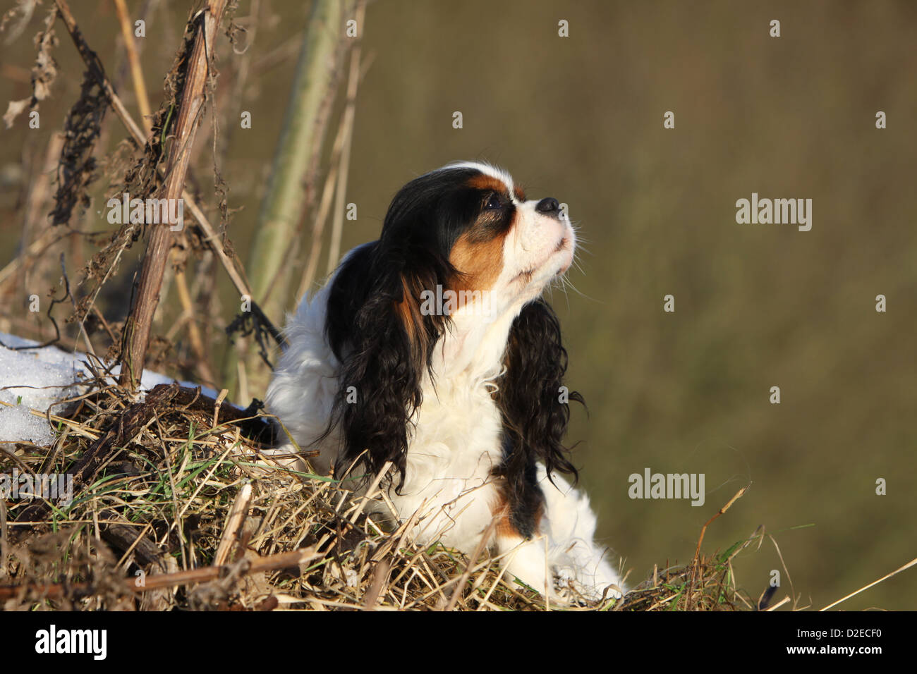 Dog Cavalier King Charles Spaniel adult (tricolor) lying in a forest ...