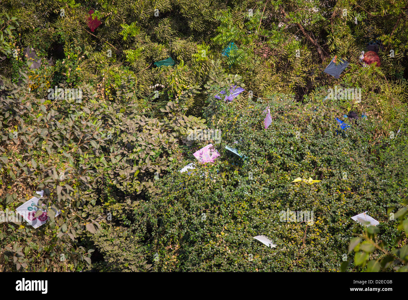 Kites stuck in a tree, Kite Festival or Uttarayan in Ahmedabad, Gujarat ...