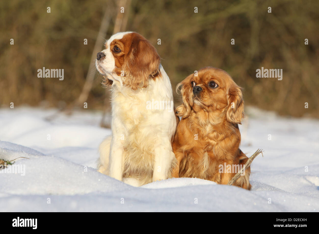 Dog Cavalier King Charles Spaniel adult different colors (Blenheim and ...