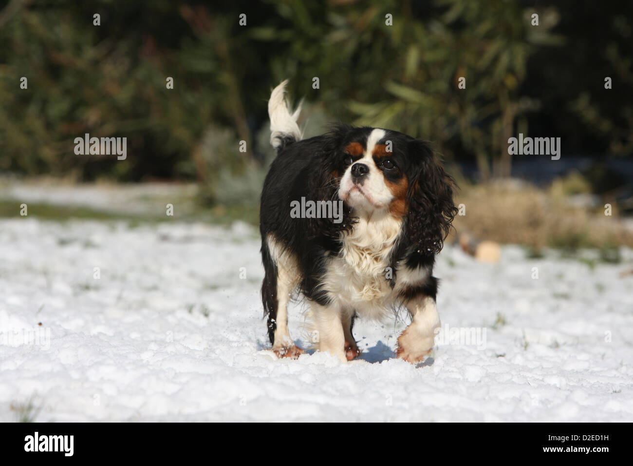 Dog Cavalier King Charles Spaniel adult (tricolor) walking in snow ...