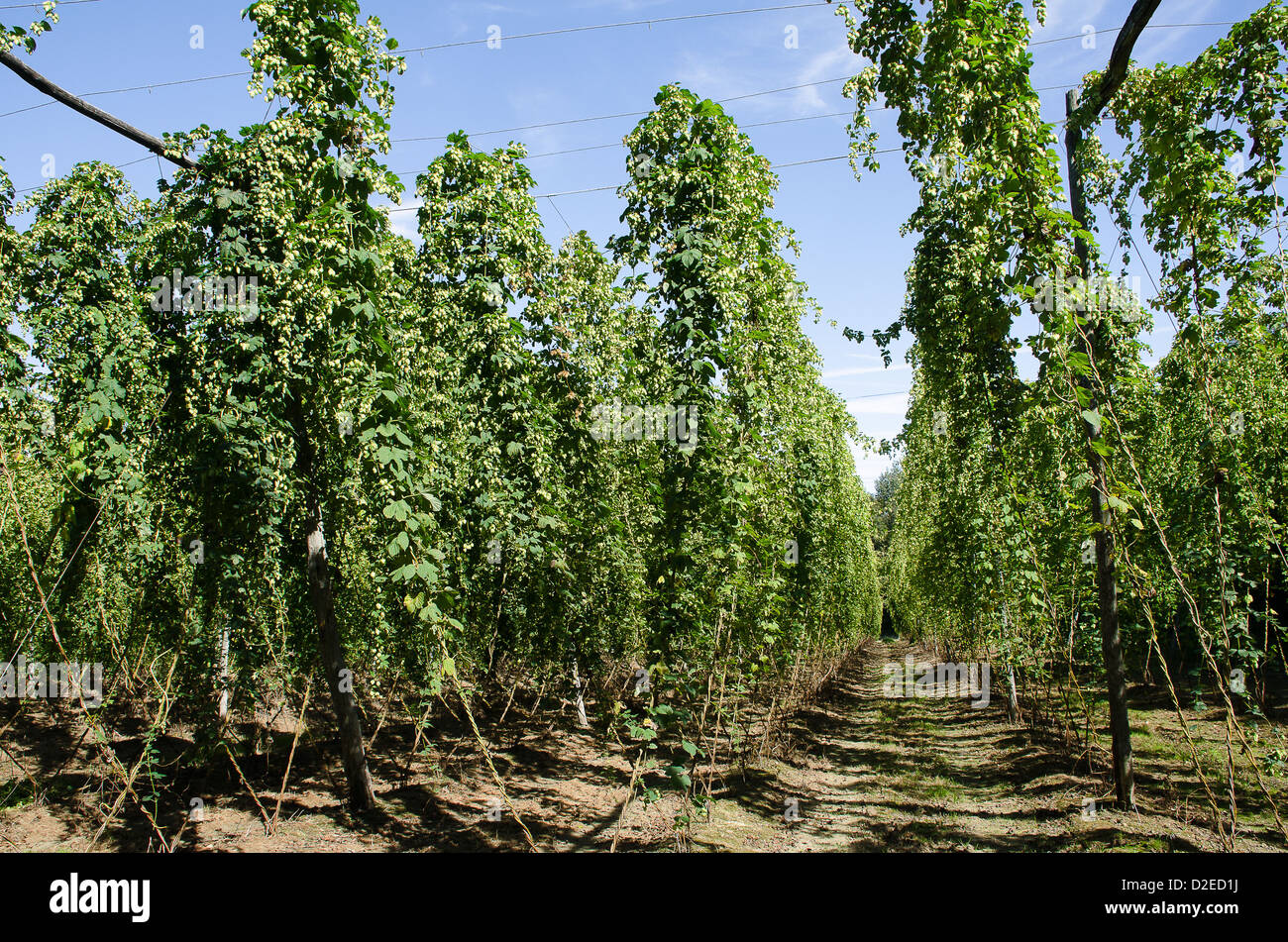 A hop garden in Kent Stock Photo - Alamy