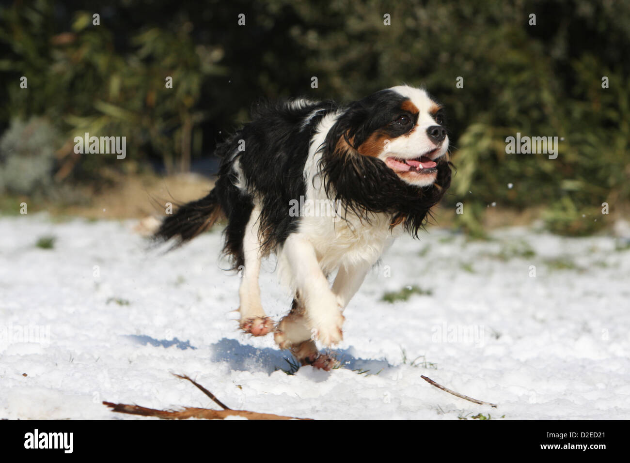 Dog Cavalier King Charles Spaniel adult (tricolor) running in snow ...