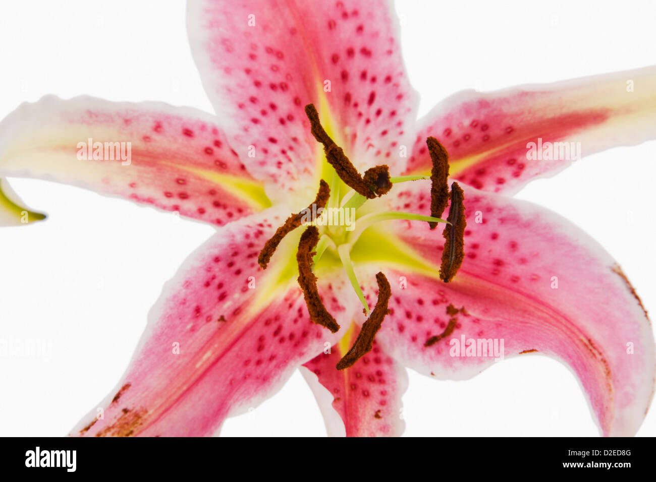 Close-up of a flower Stock Photo - Alamy