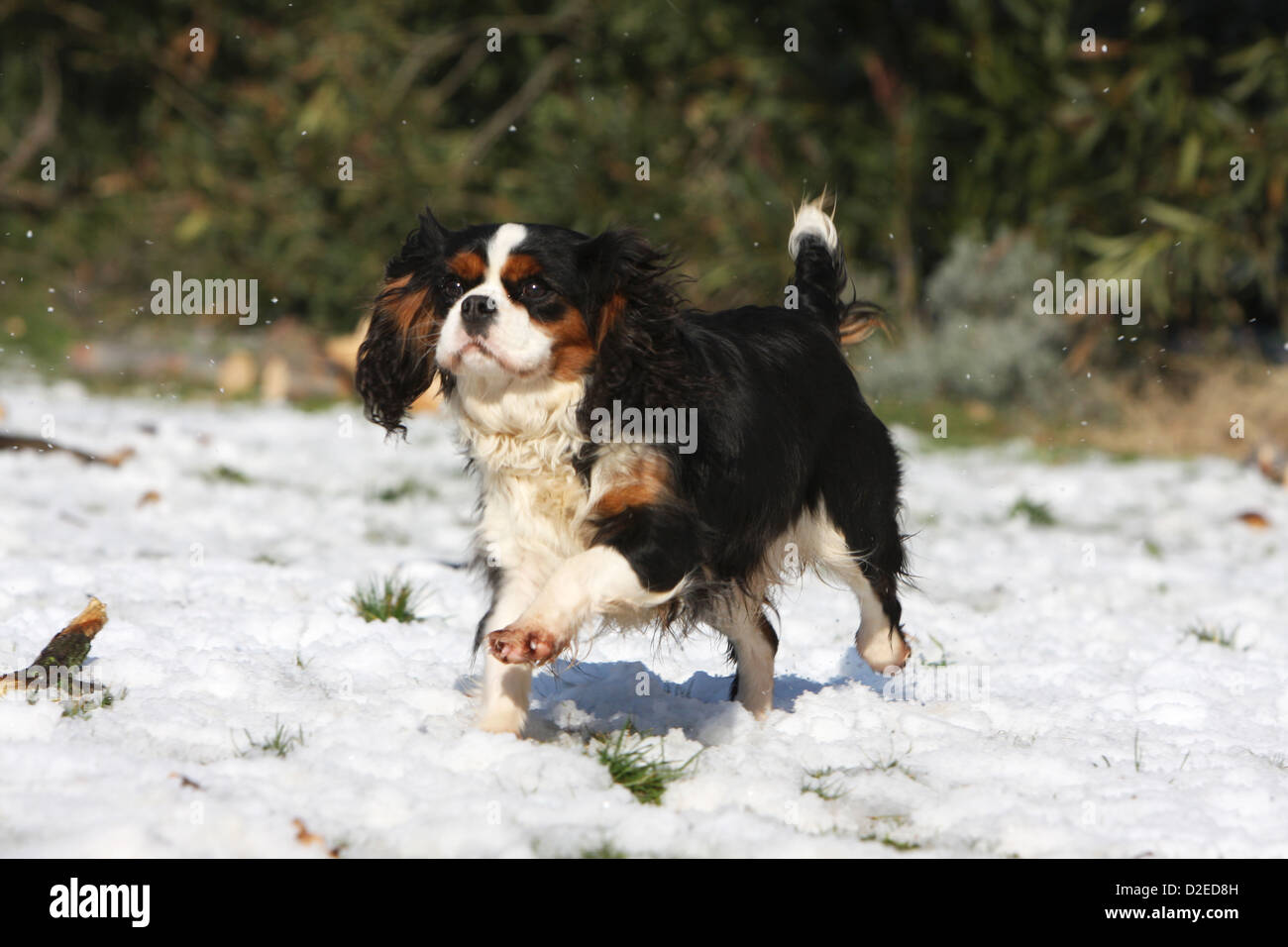 Dog Cavalier King Charles Spaniel adult (tricolor) running in snow ...