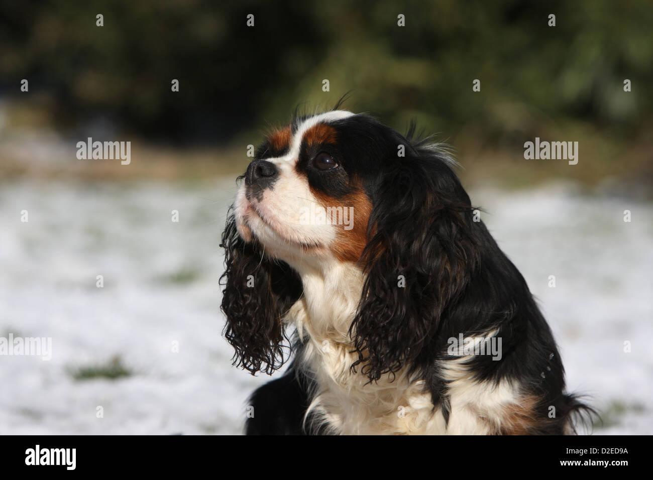 Cavalier king charles spaniel tricolour hi-res stock photography and ...