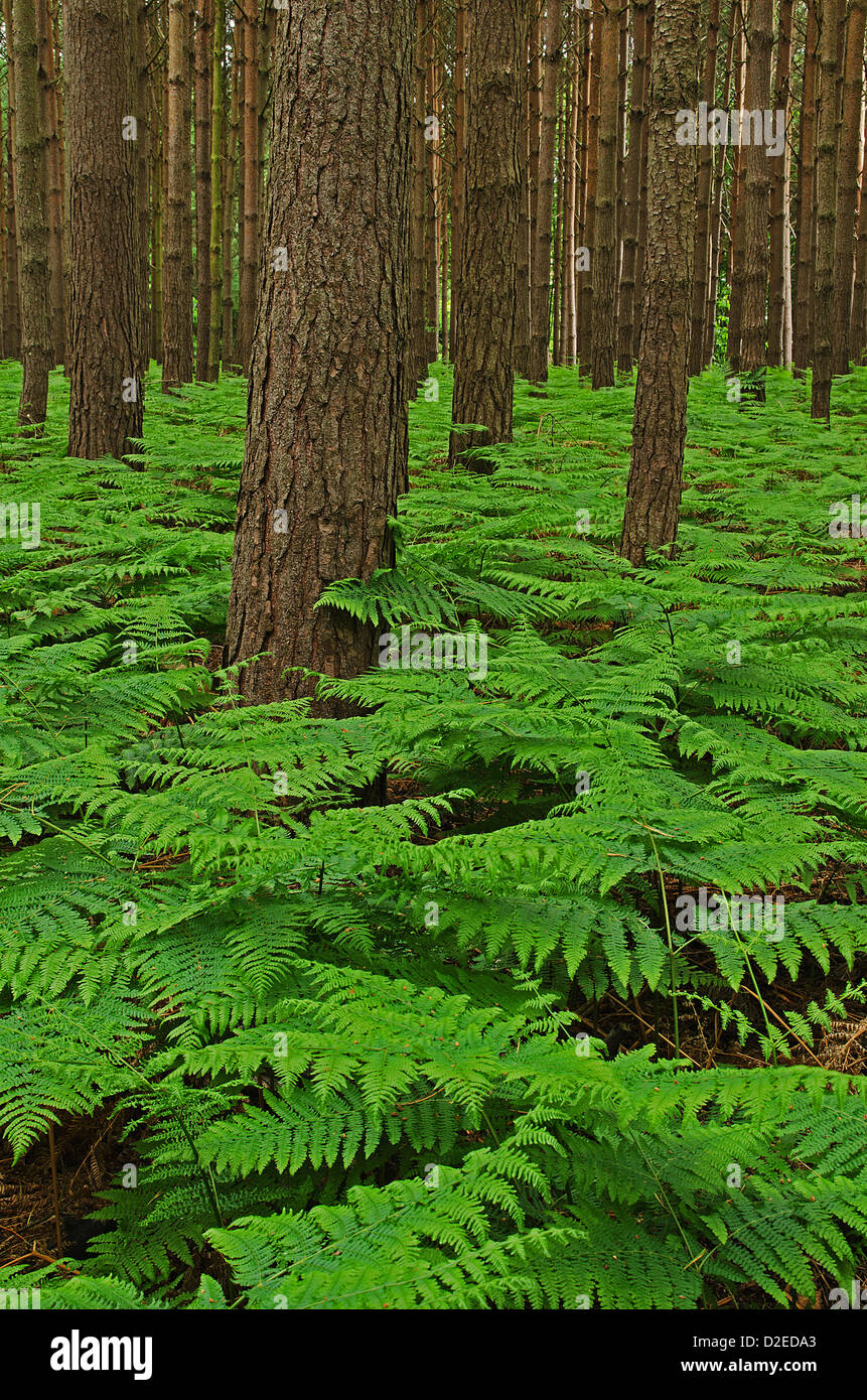 Pine woodland ferns in hi-res stock photography and images - Alamy