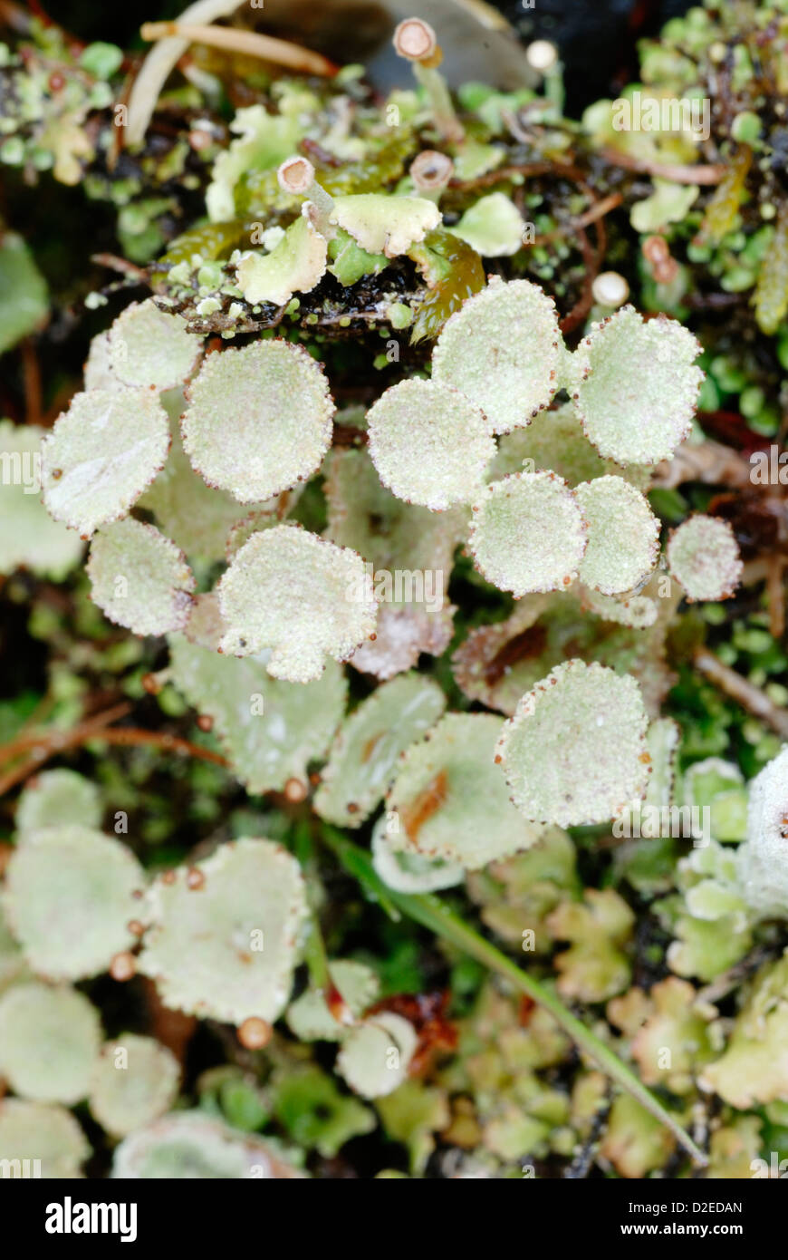 Cladonia pyxidata, Cup Lichen with fruiting bodies, Wales, UK Stock ...