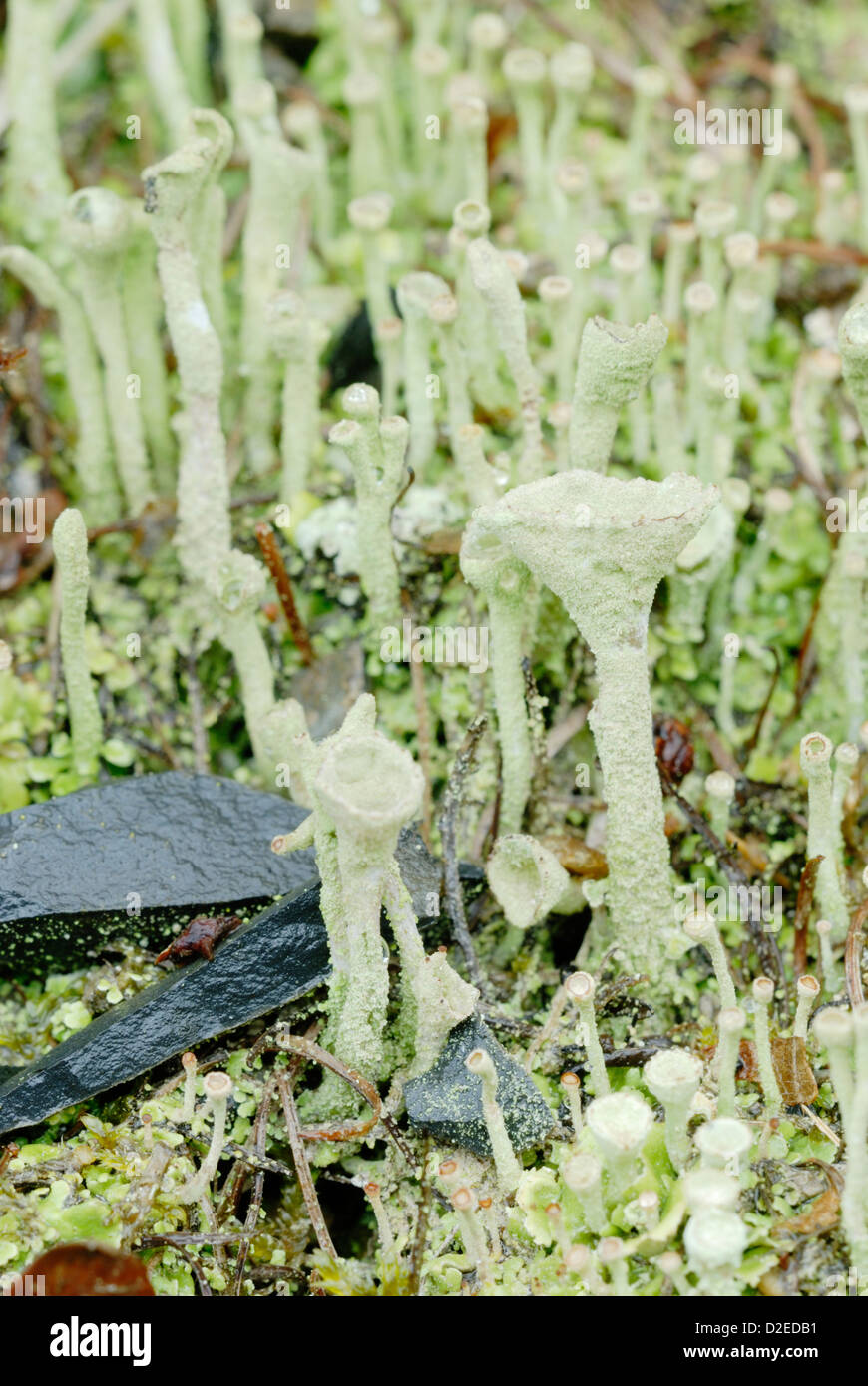 Green lichen britain hi-res stock photography and images - Alamy