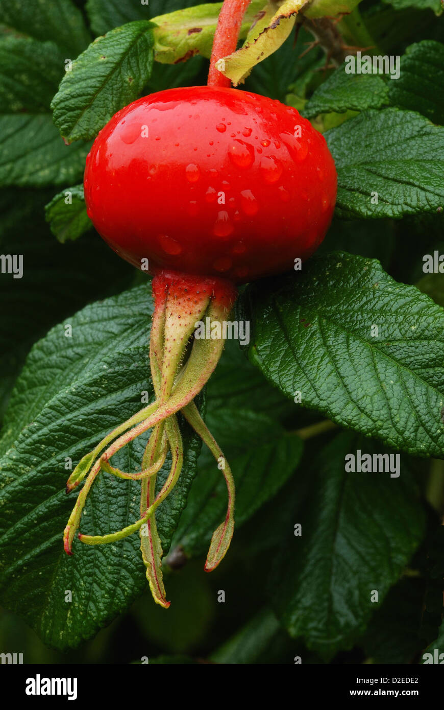 Rose hip of rosa rugosa Stock Photo - Alamy