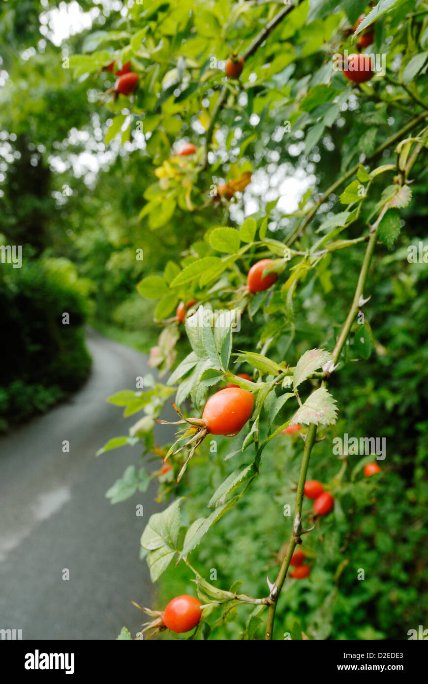 Rosehip hedge hi-res stock photography and images - Alamy