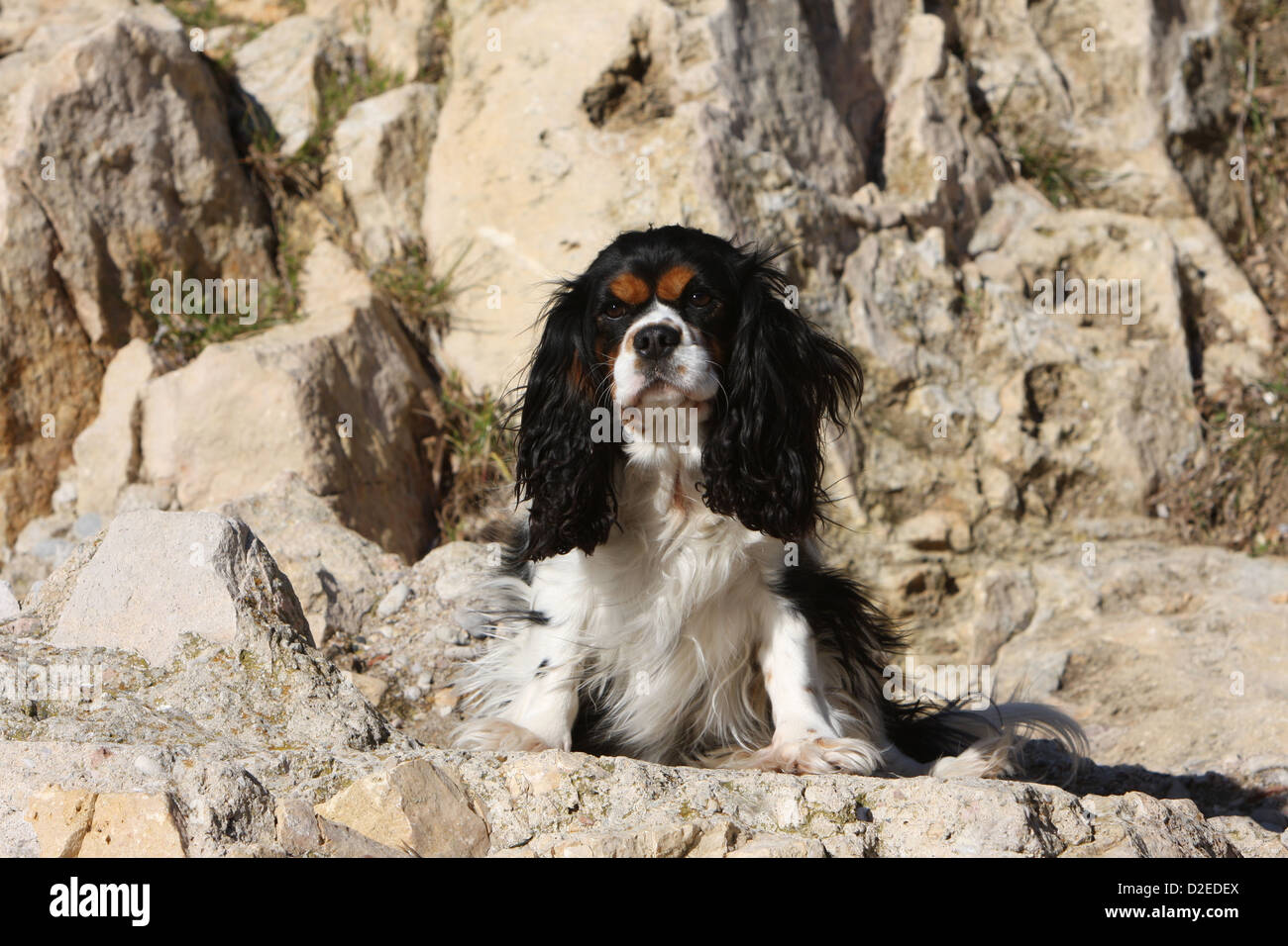Dog Cavalier King Charles Spaniel adult (tricolor) sitting on the rocks ...