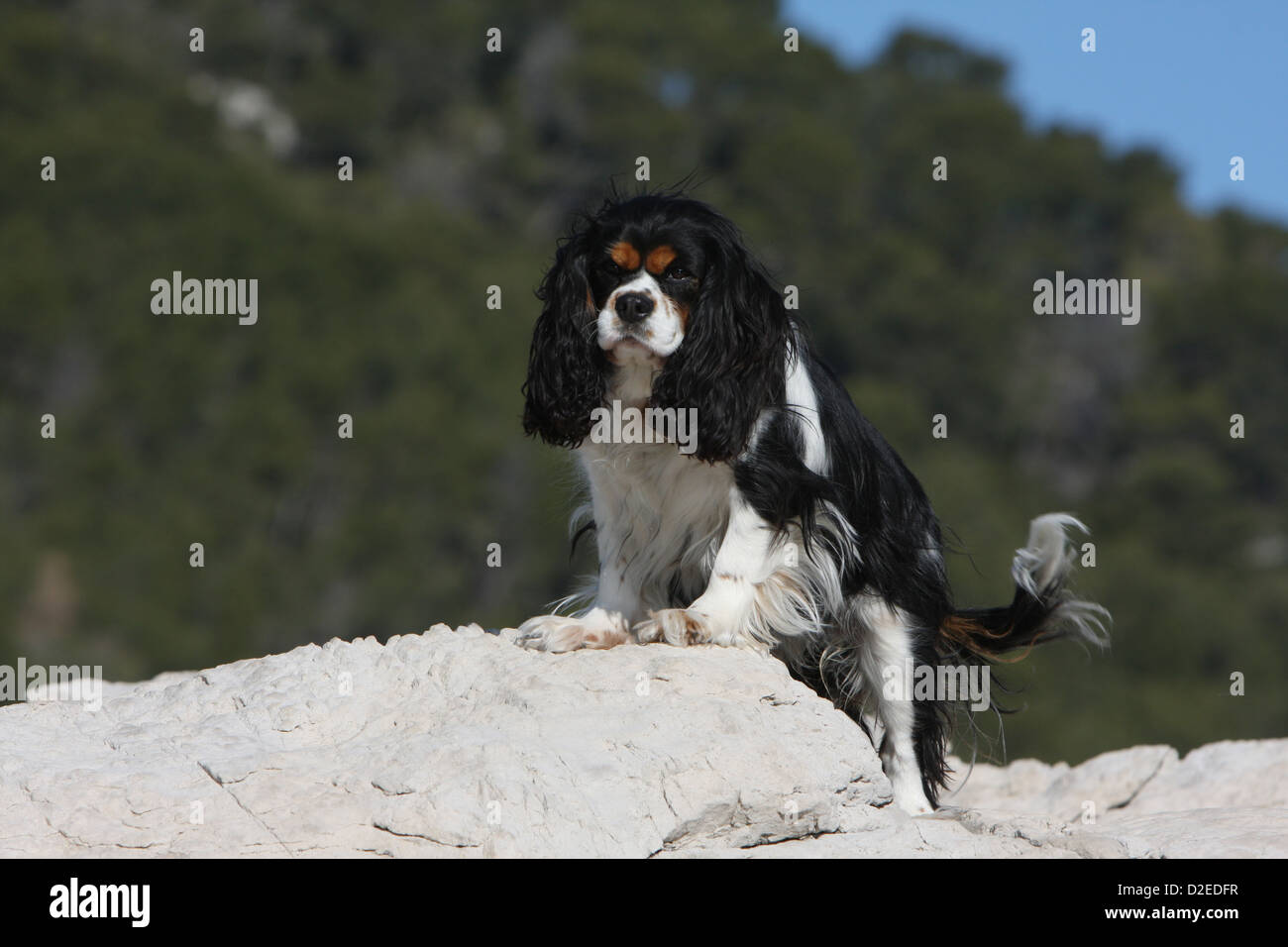 Dog Cavalier King Charles Spaniel adult (tricolor) standing on the ...