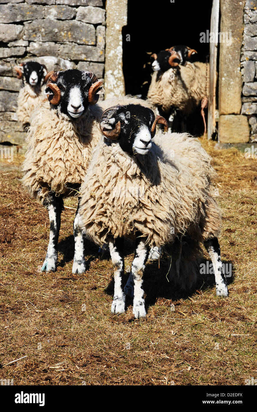 A small flock of sheep outside a barn in the Yorkshire Dales Stock ...