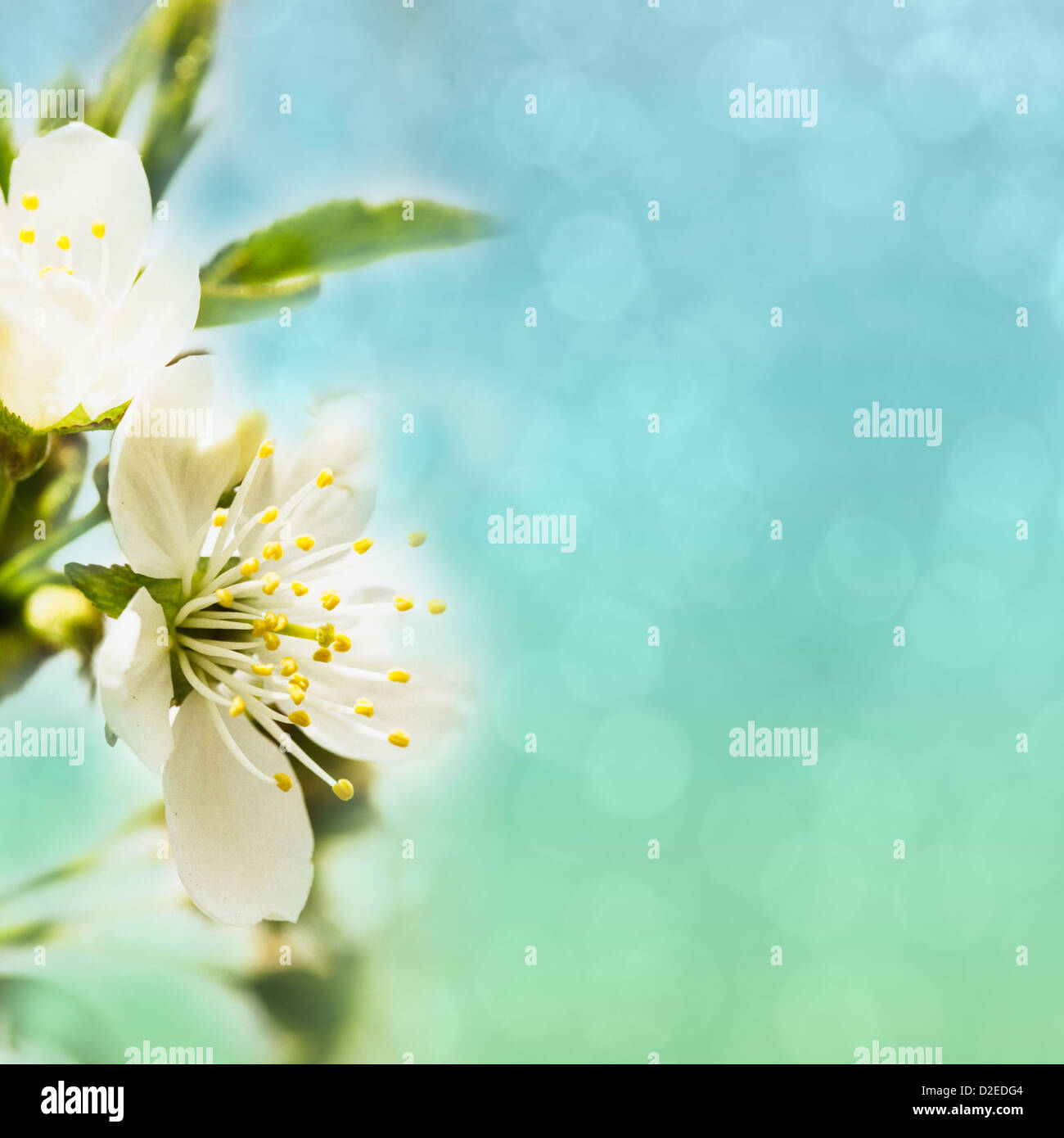 Beautiful spring bokeh for design with copyspace Stock Photo - Alamy