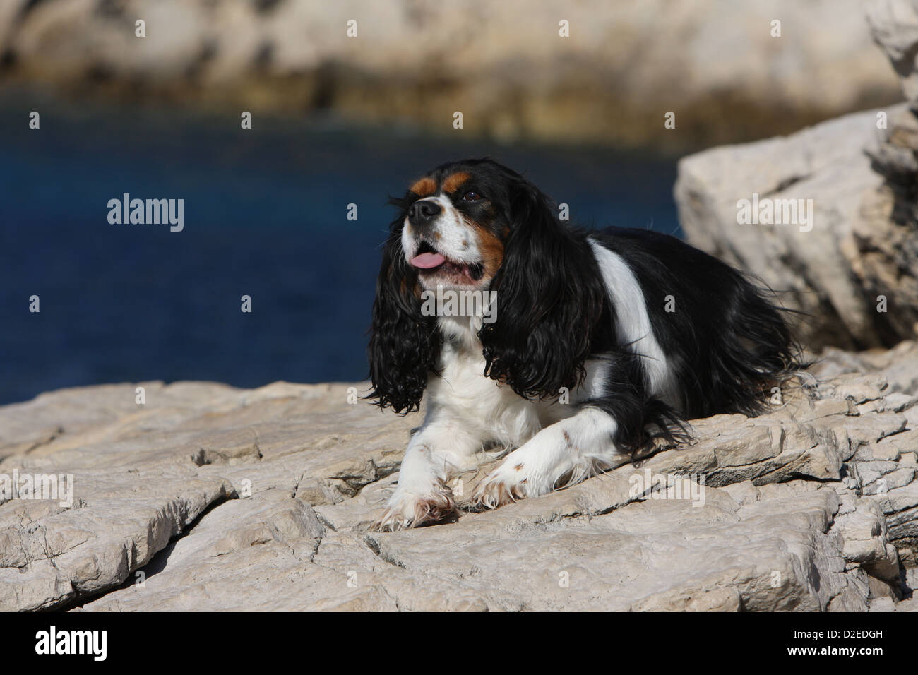 Dog Cavalier King Charles Spaniel adult (tricolor) lying on the rocks ...